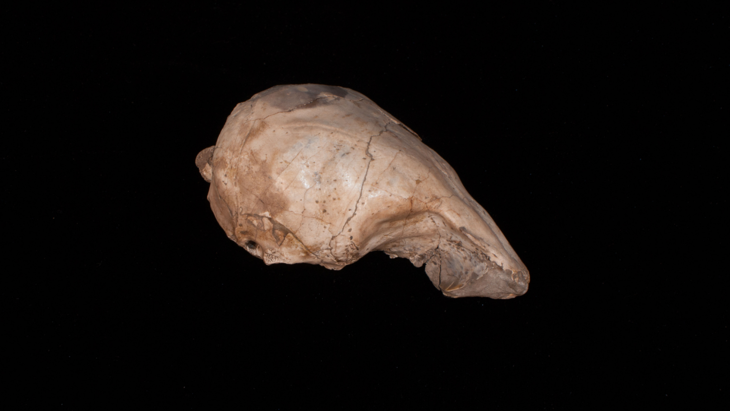 Fossil Archives - Santa Cruz Museum of Natural History