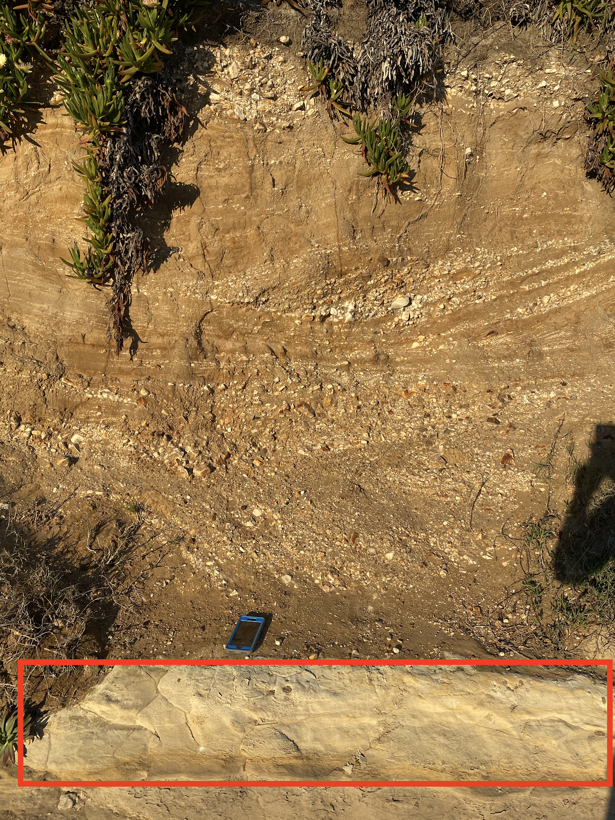 Guide to the Swift Street Outcrop - Santa Cruz Museum of Natural History