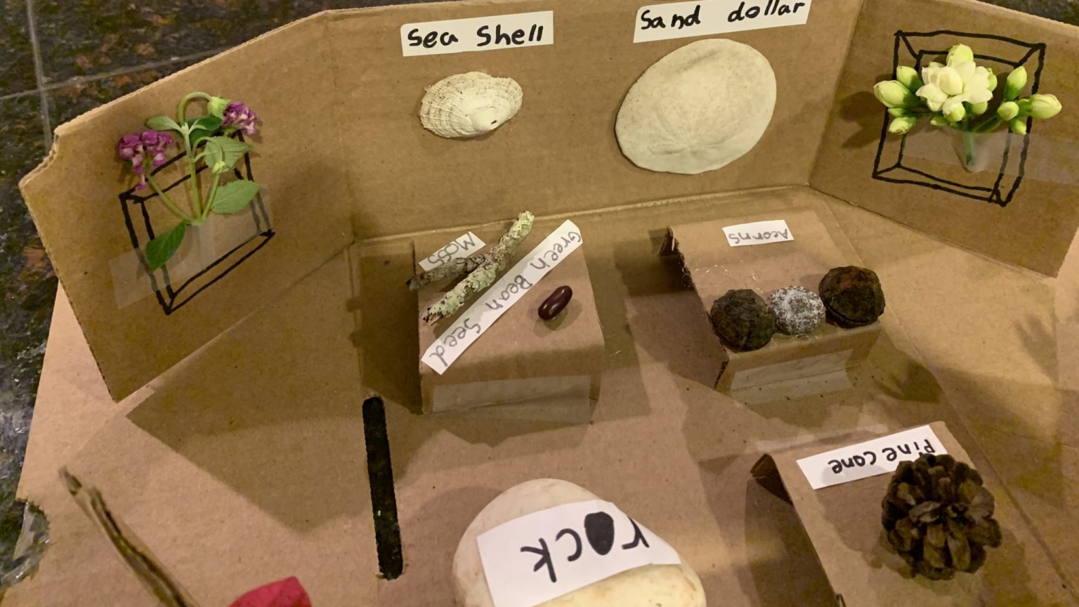 Mini Museum Exhibit Project | 2nd Grade - Santa Cruz Museum of Natural ...