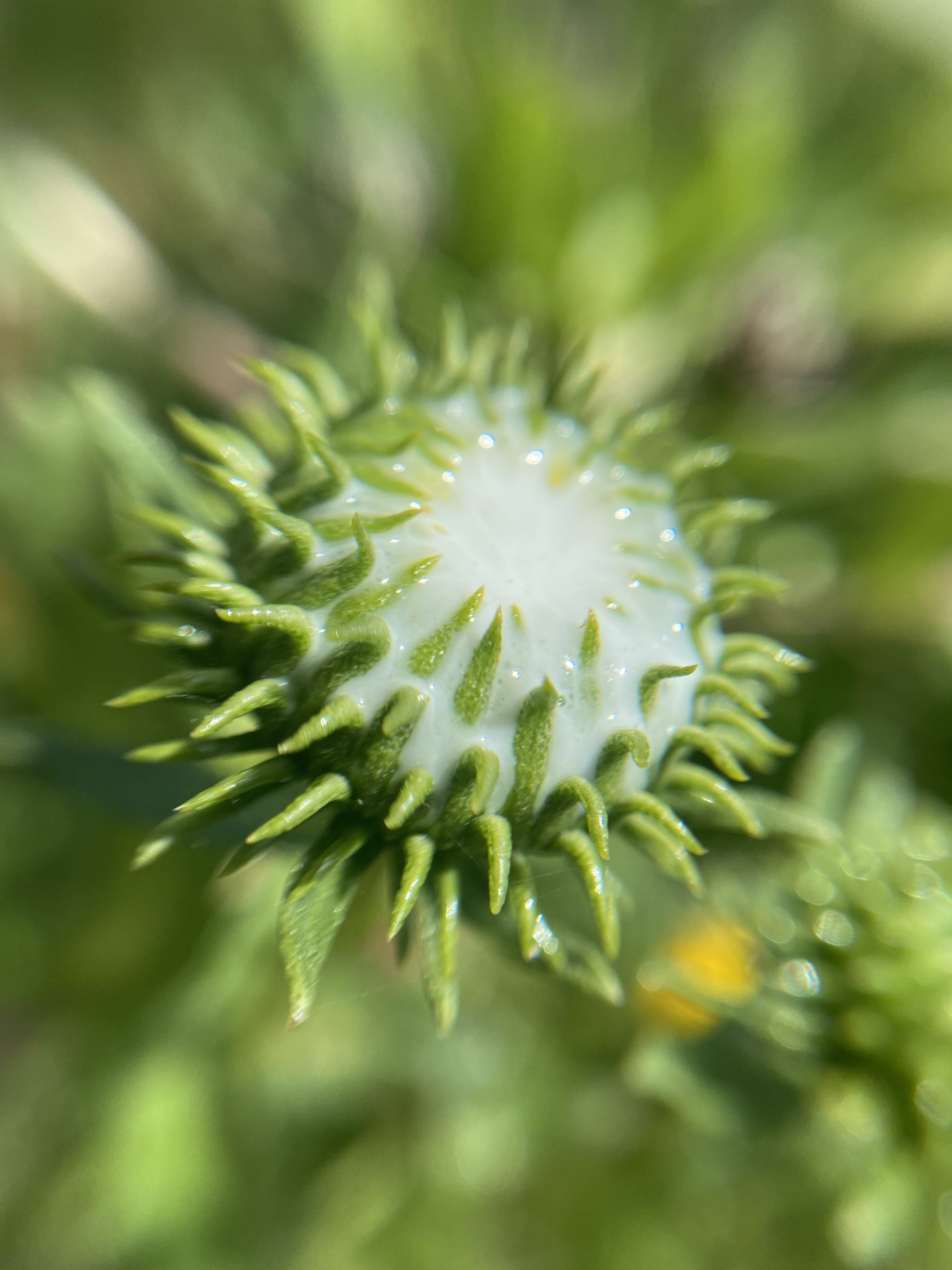 A Cyclist’s Guide to the Wildflowers of Santa Cruz - Santa Cruz Museum ...