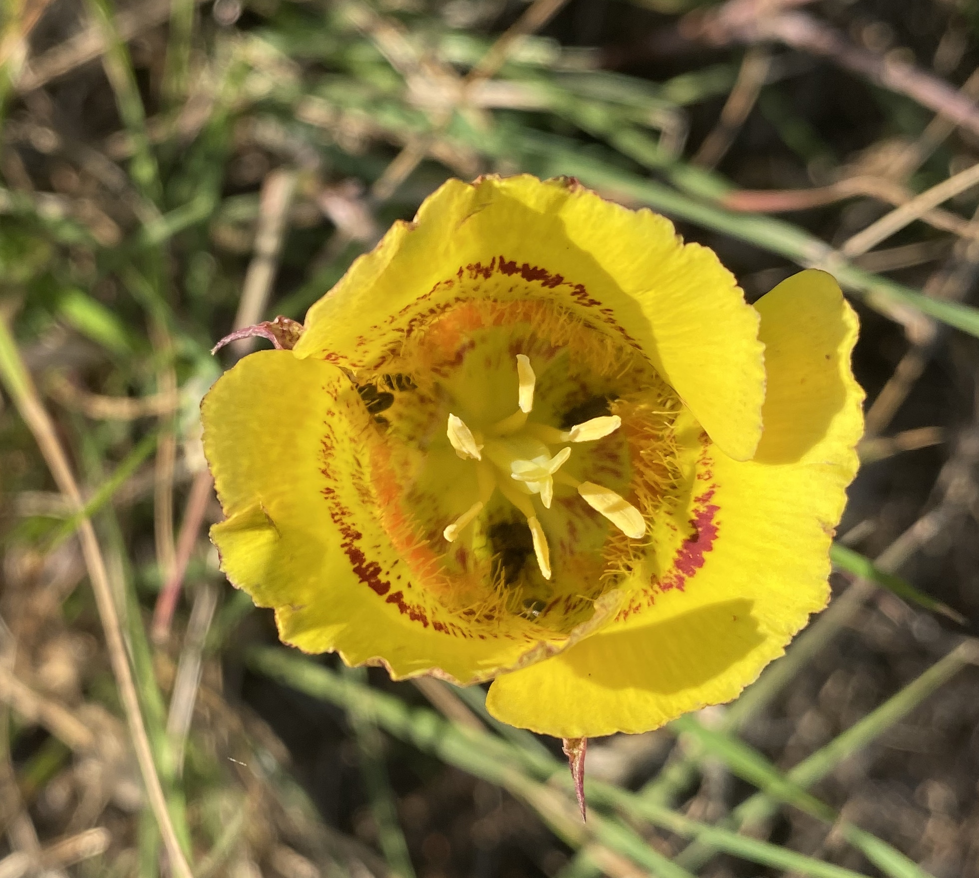 native plants Archives - Santa Cruz Museum of Natural History