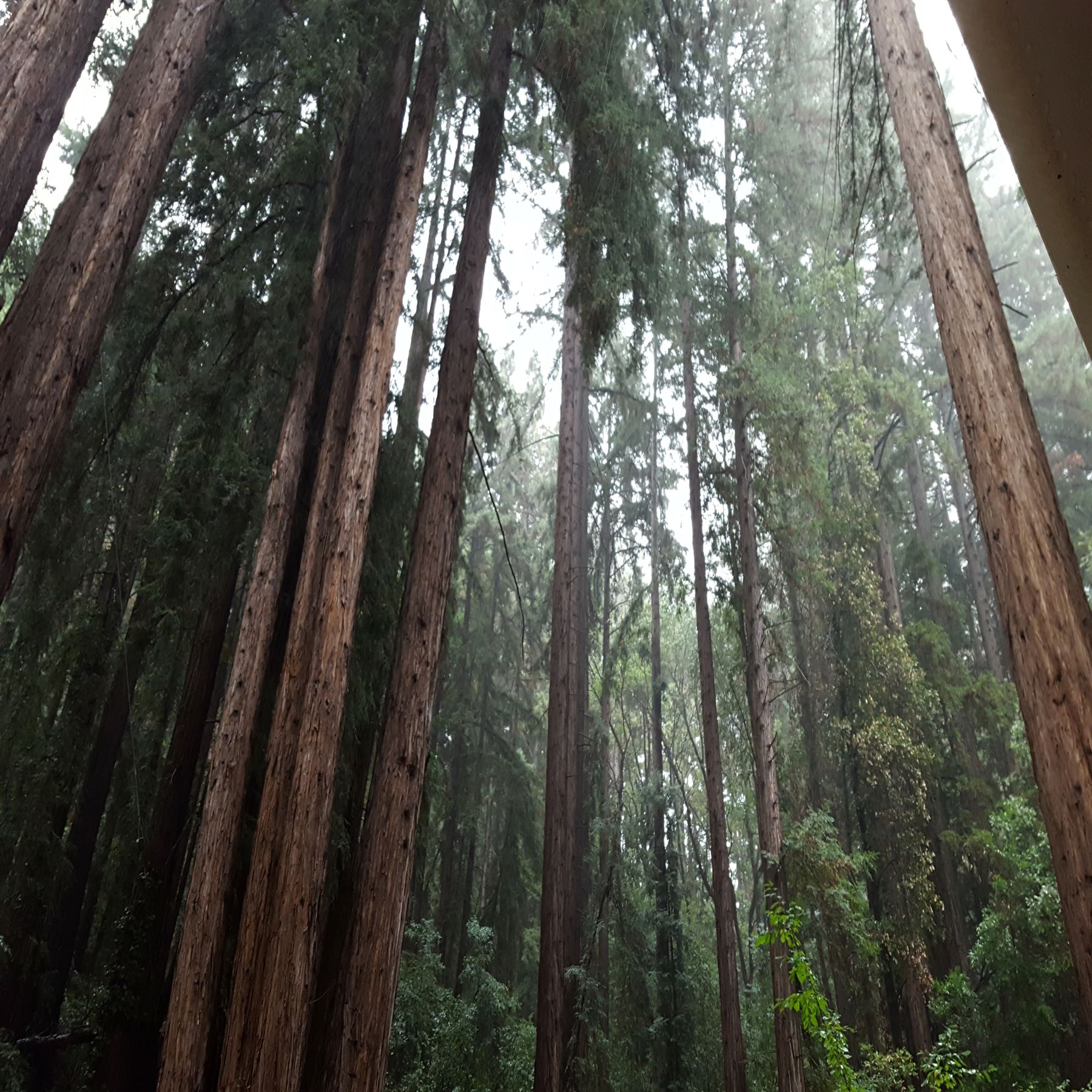 Redwoods - Santa Cruz Museum of Natural History