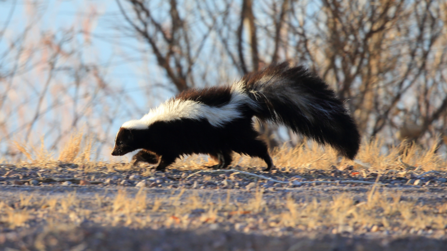 Striped Skunk Natural History