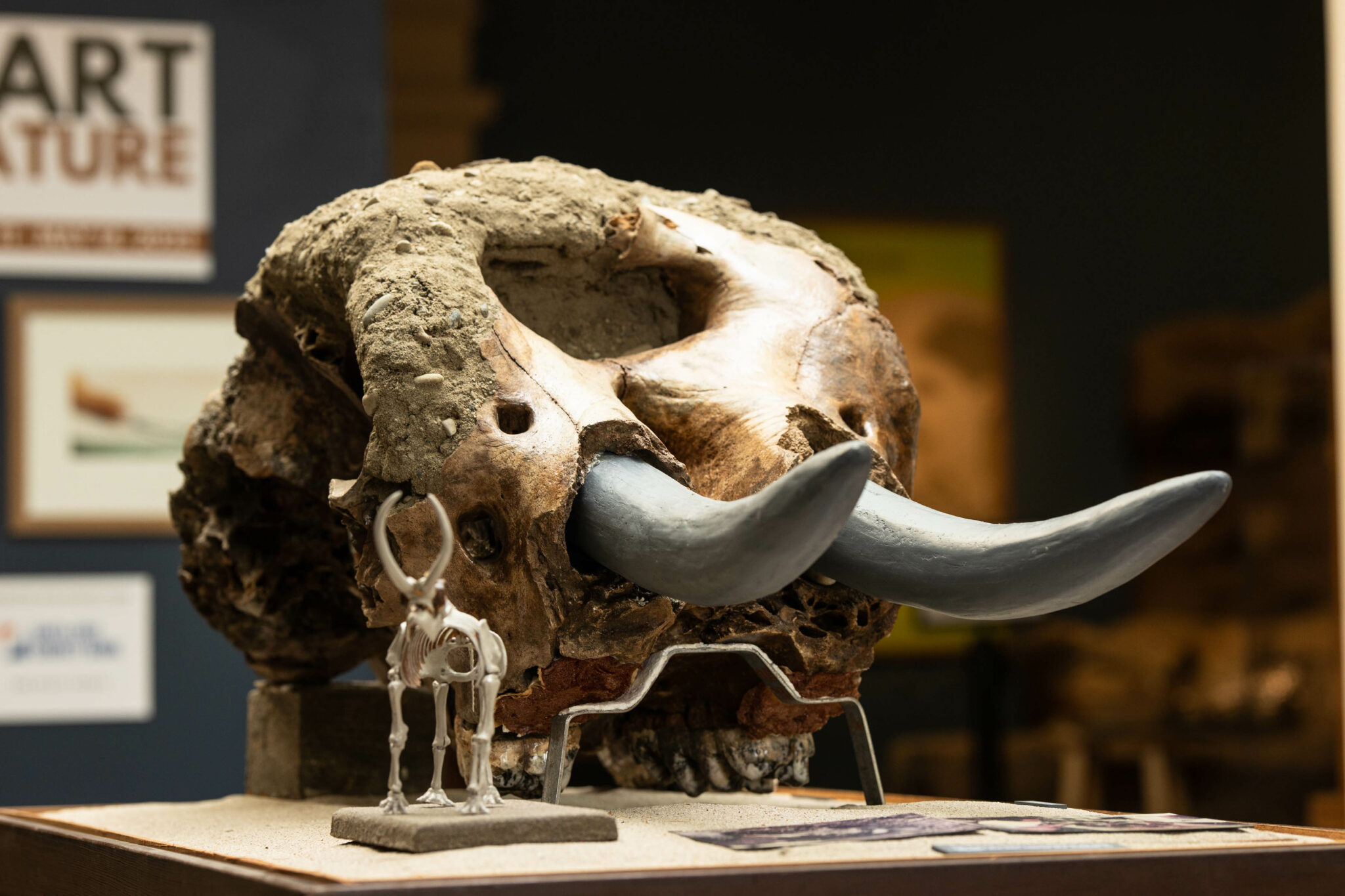 Mastodons and the Museum - Santa Cruz Museum of Natural History