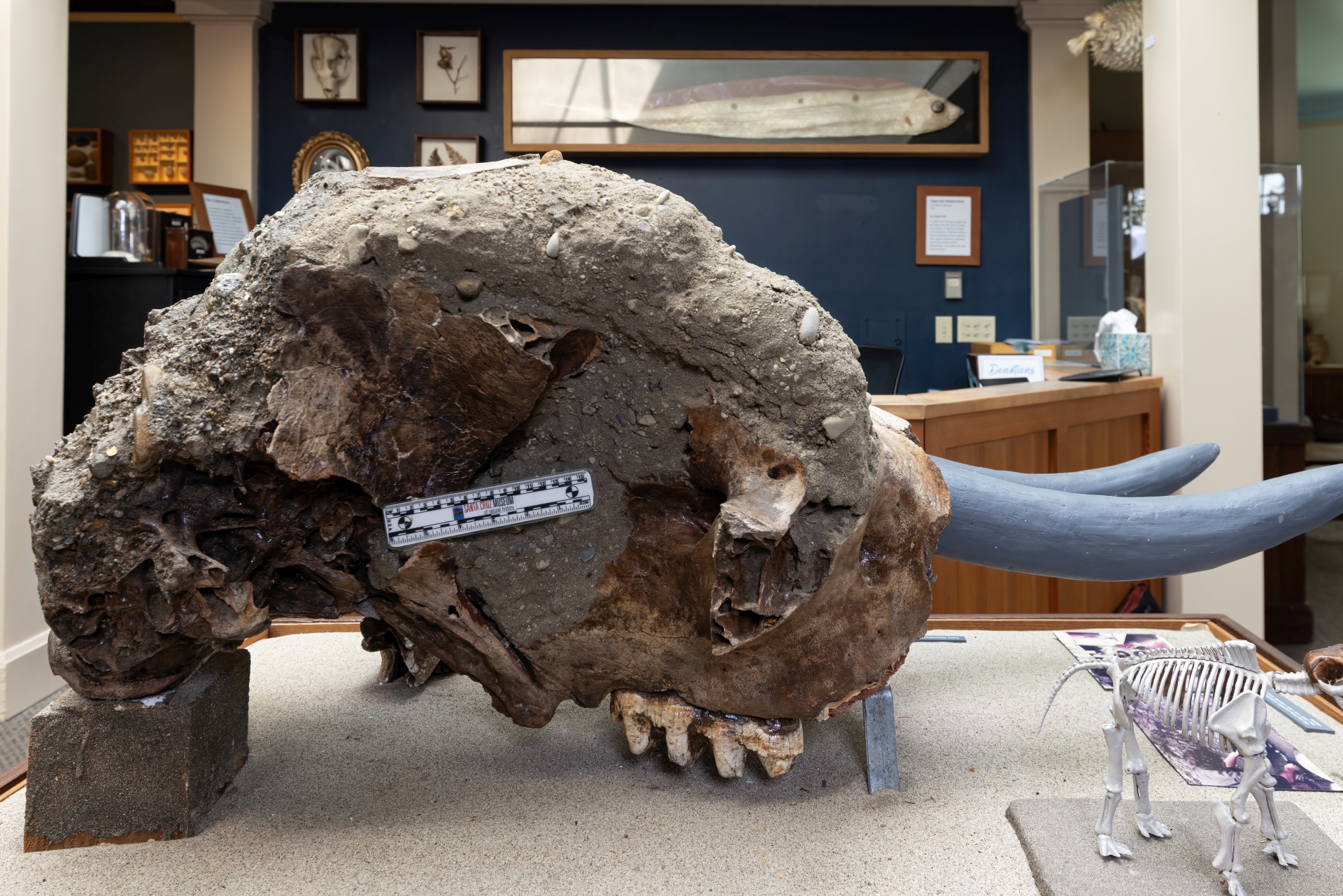 Making Mastodons Come to Life - Santa Cruz Museum of Natural History